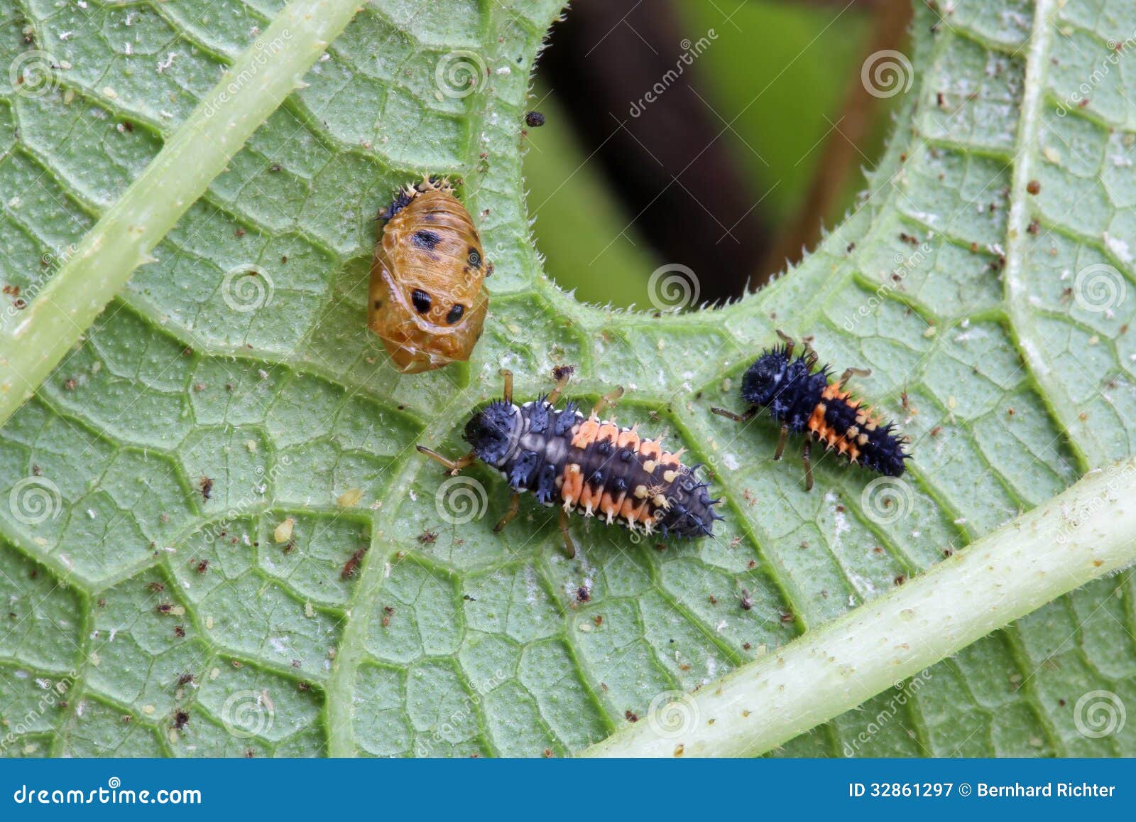 Ladybug Larva stock image. Image of parasite, green, season - 32861297