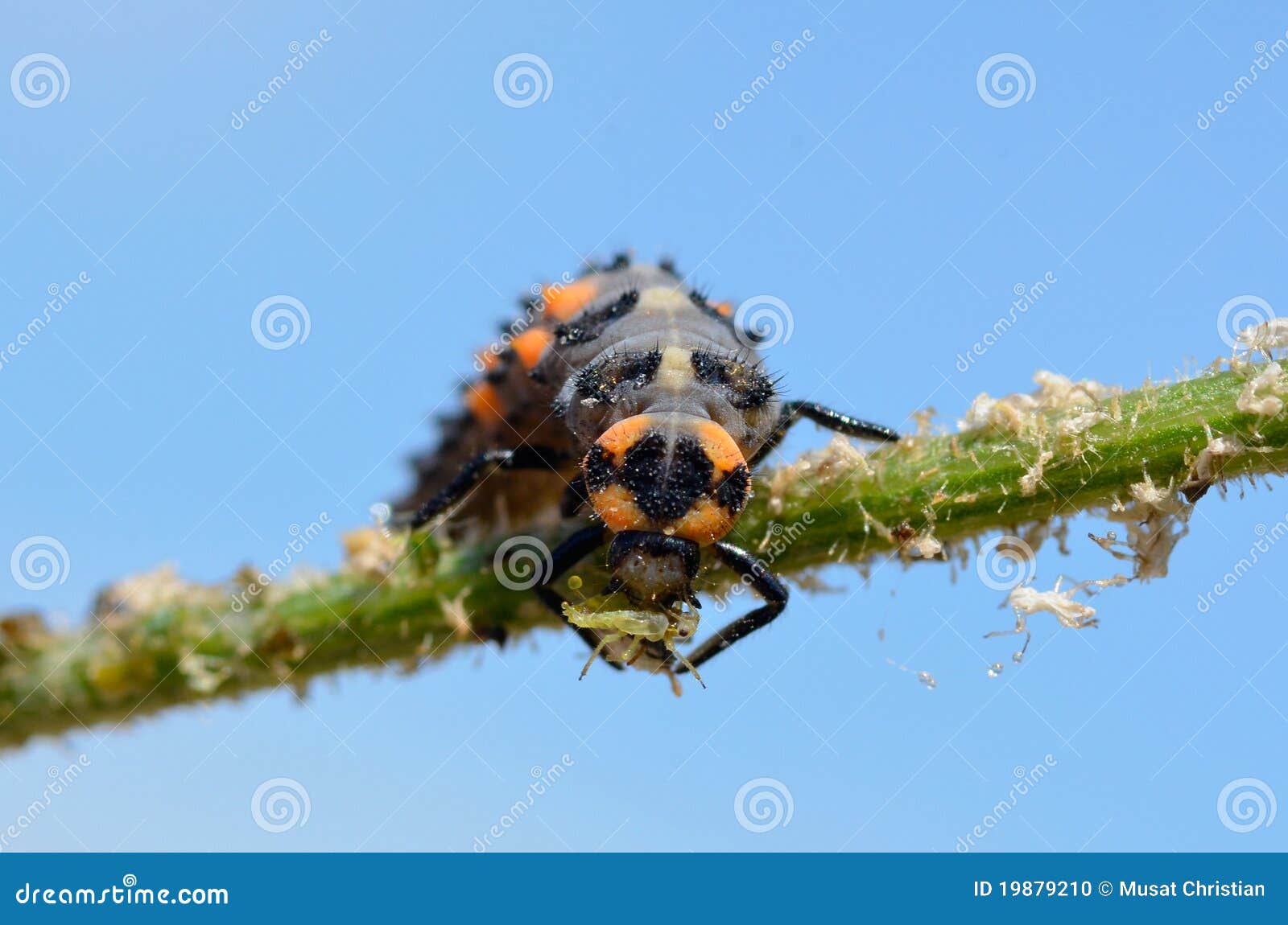 The Ladybug Larva And Pupa Stock Photo | CartoonDealer.com #169752084
