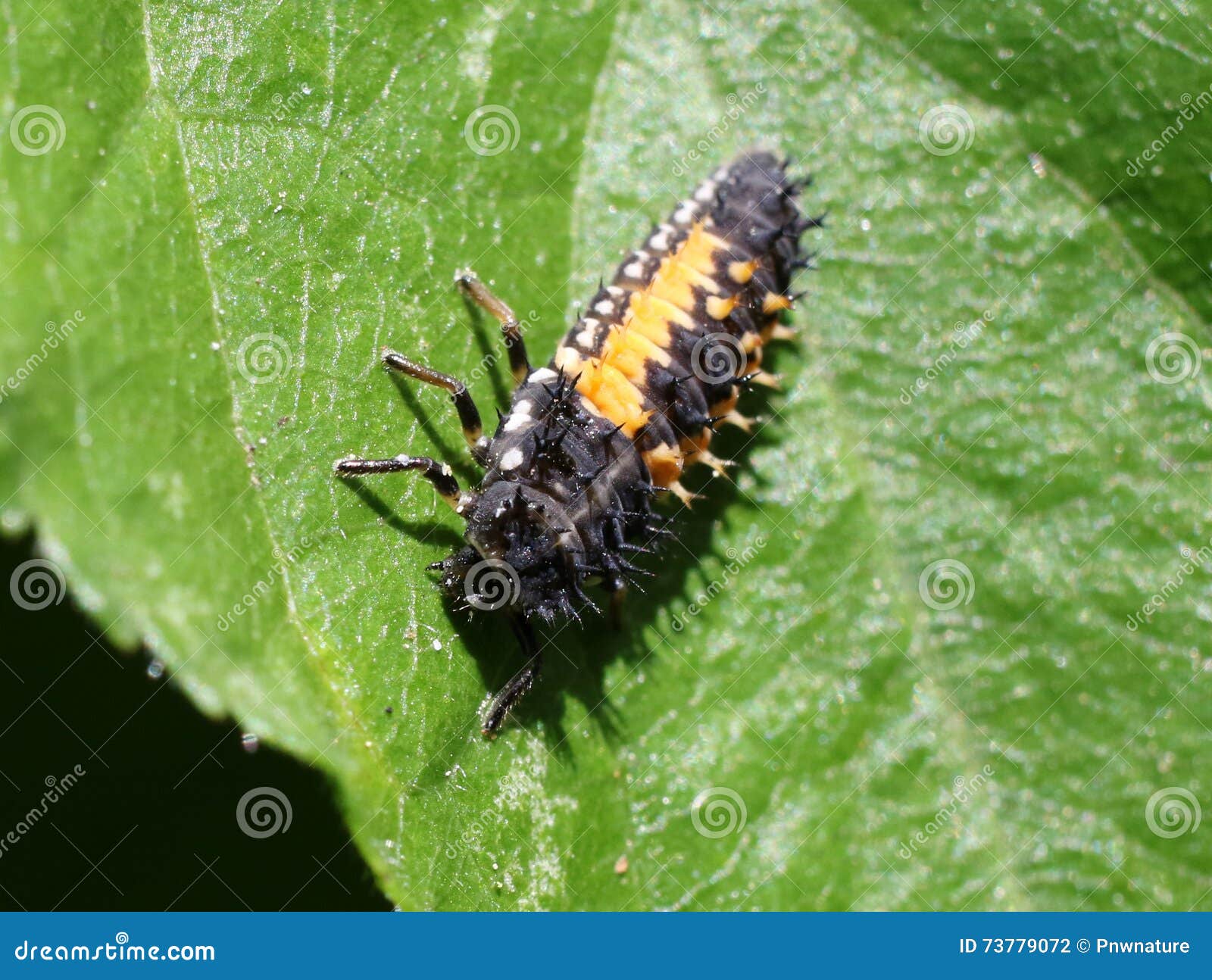 Ladybug Larva - Harmonia Axyridis Stock Photo - Image of ladybug, larva ...