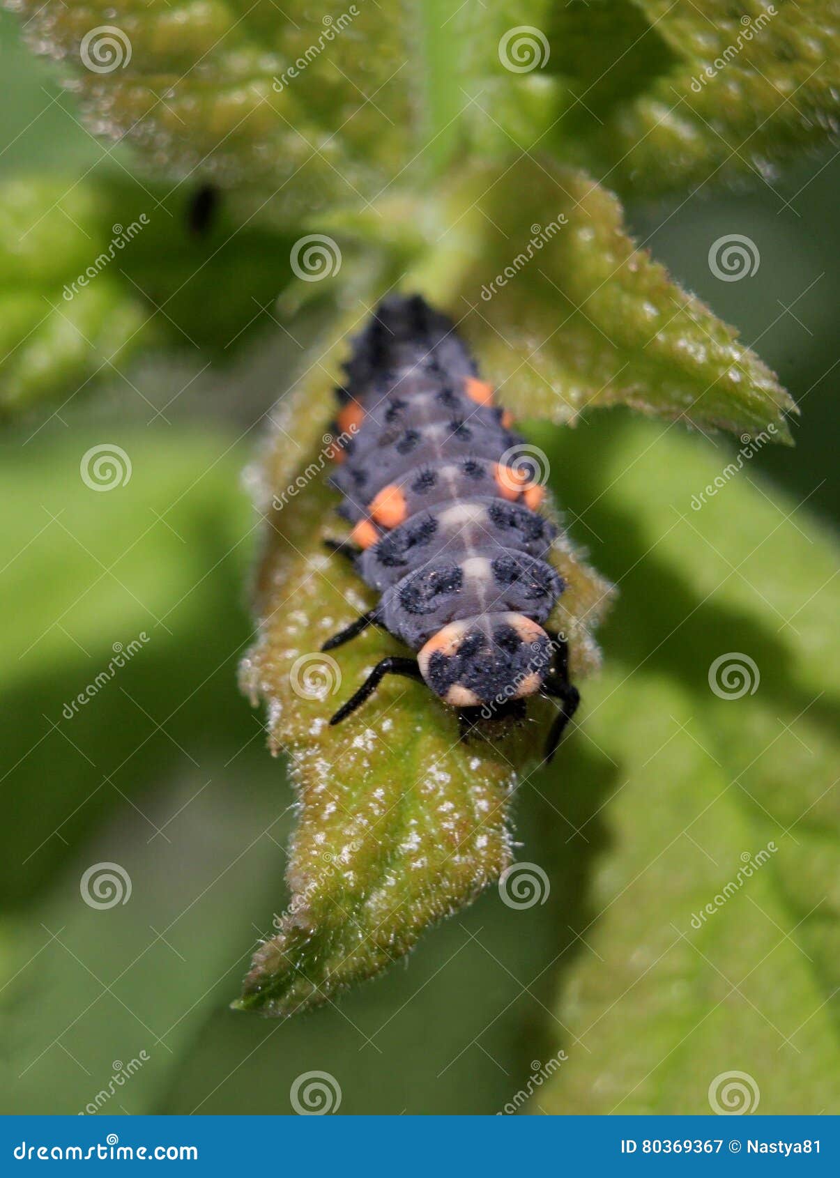 Ladybug larva - macro stock image. Image of caterpillar - 80369367