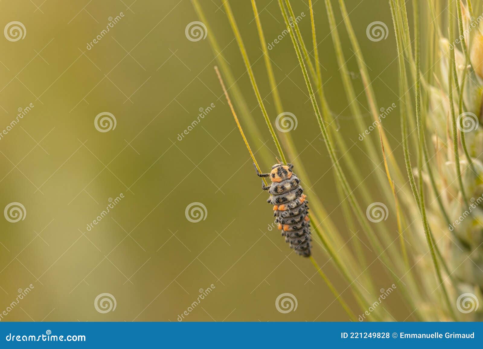 Ladybug larva on a plant stock photo. Image of larva - 221249828