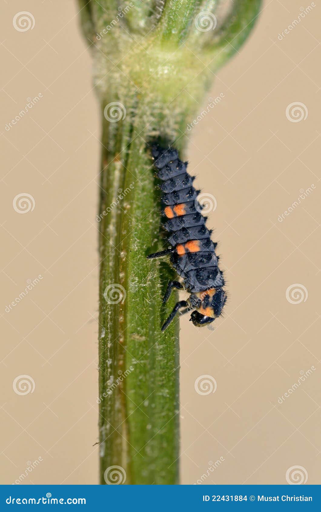The Ladybug Larva And Pupa Stock Photo | CartoonDealer.com #169752084