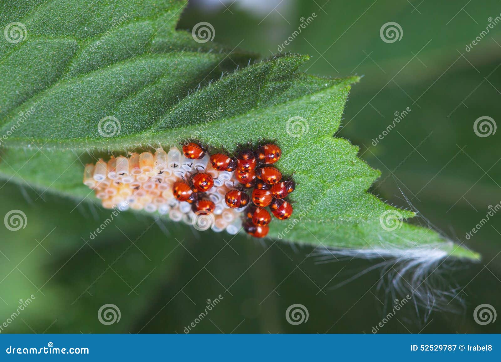 Ladybug Larvae and Eggs of the Shell Stock Image - Image of lady, asia ...