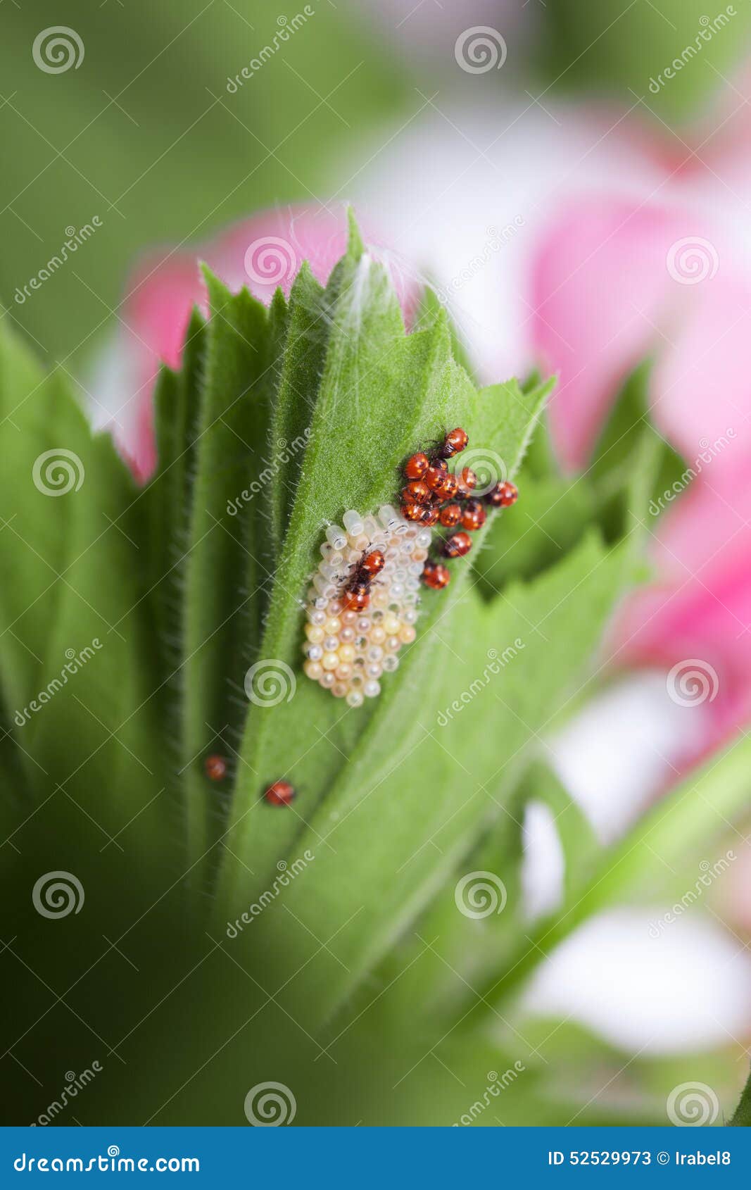 Ladybug Larvae and Eggs of the Shell Stock Image - Image of eggs ...
