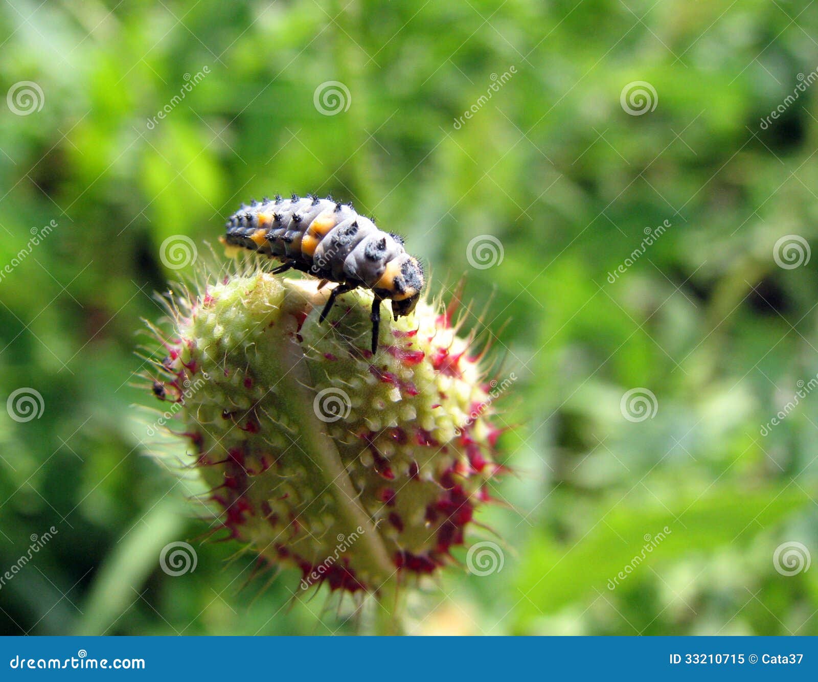 Ladybug larvae stock image. Image of lady, pupal, ladybug - 33210715
