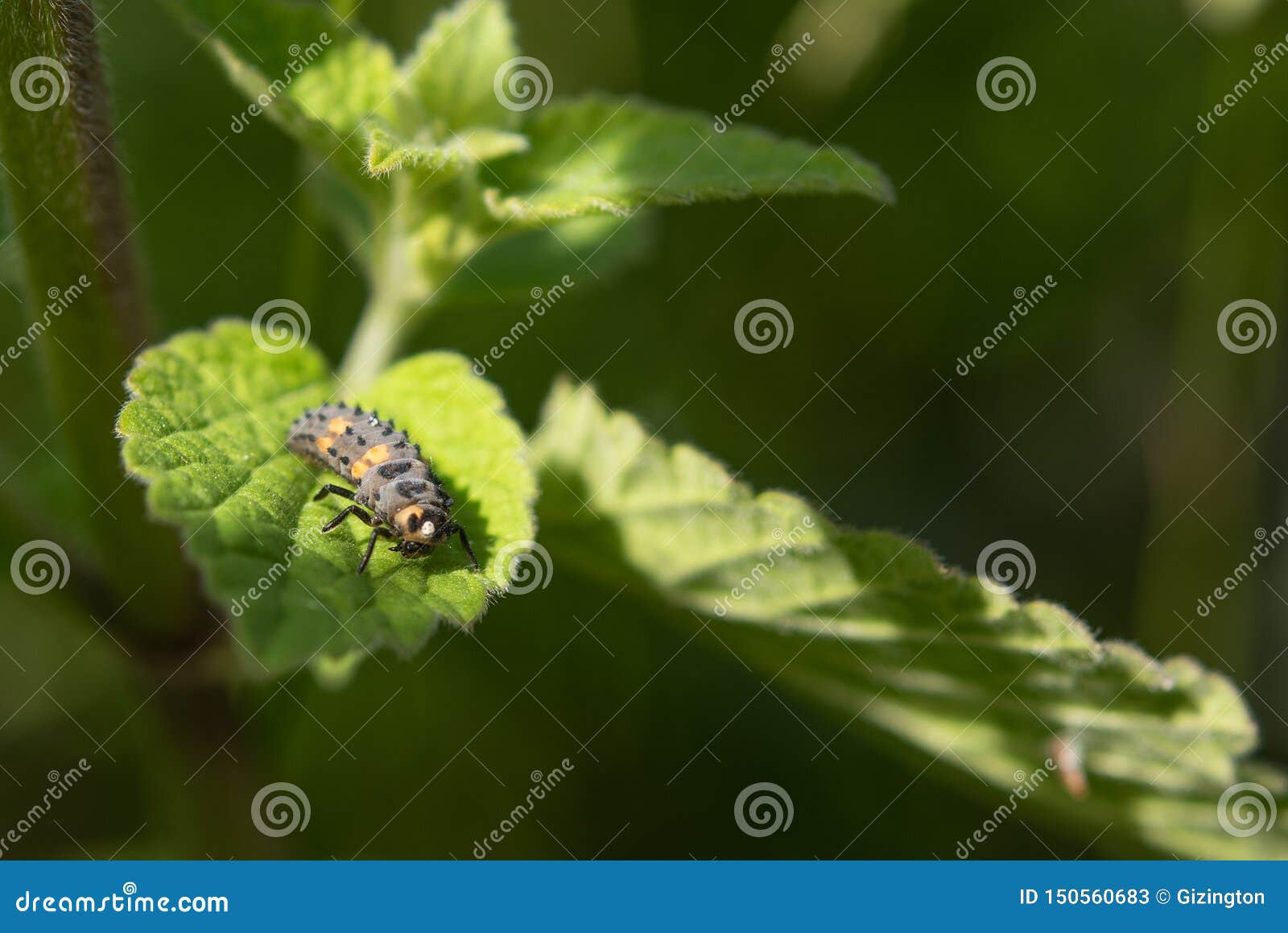 Ladybug Larvae. Second Stage Stock Image - Image of cycle, living ...