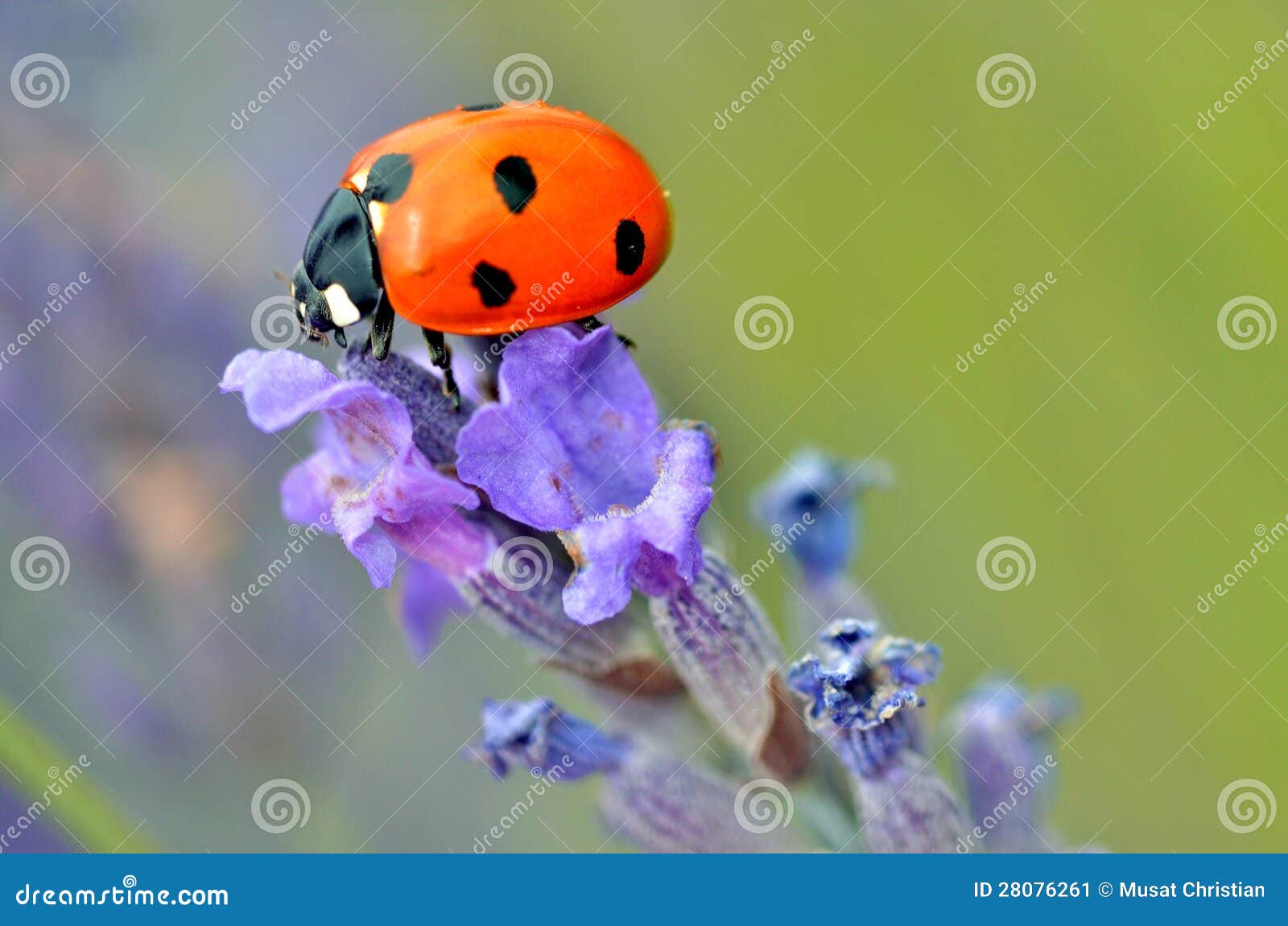 Ladybug Flower Hopper Stock Photography | CartoonDealer.com #24933218