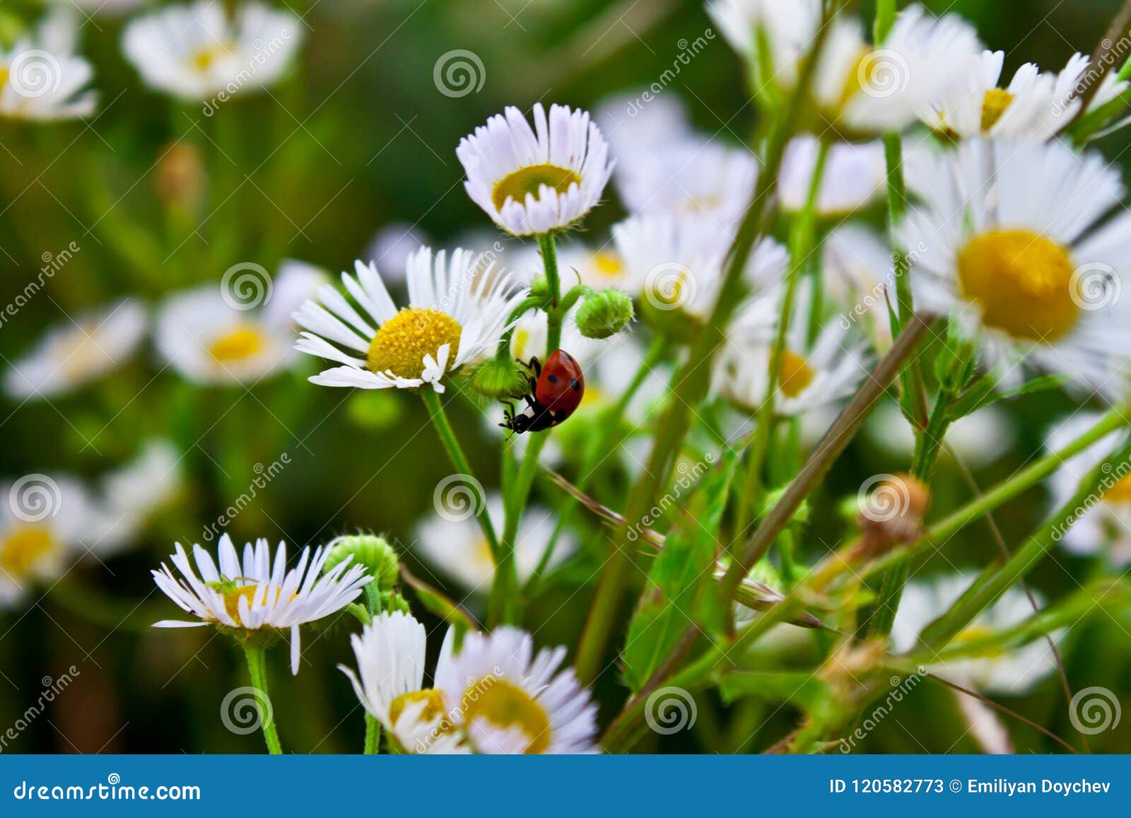 Ladybug on a daisy stock image. Image of summer, animal - 120582773