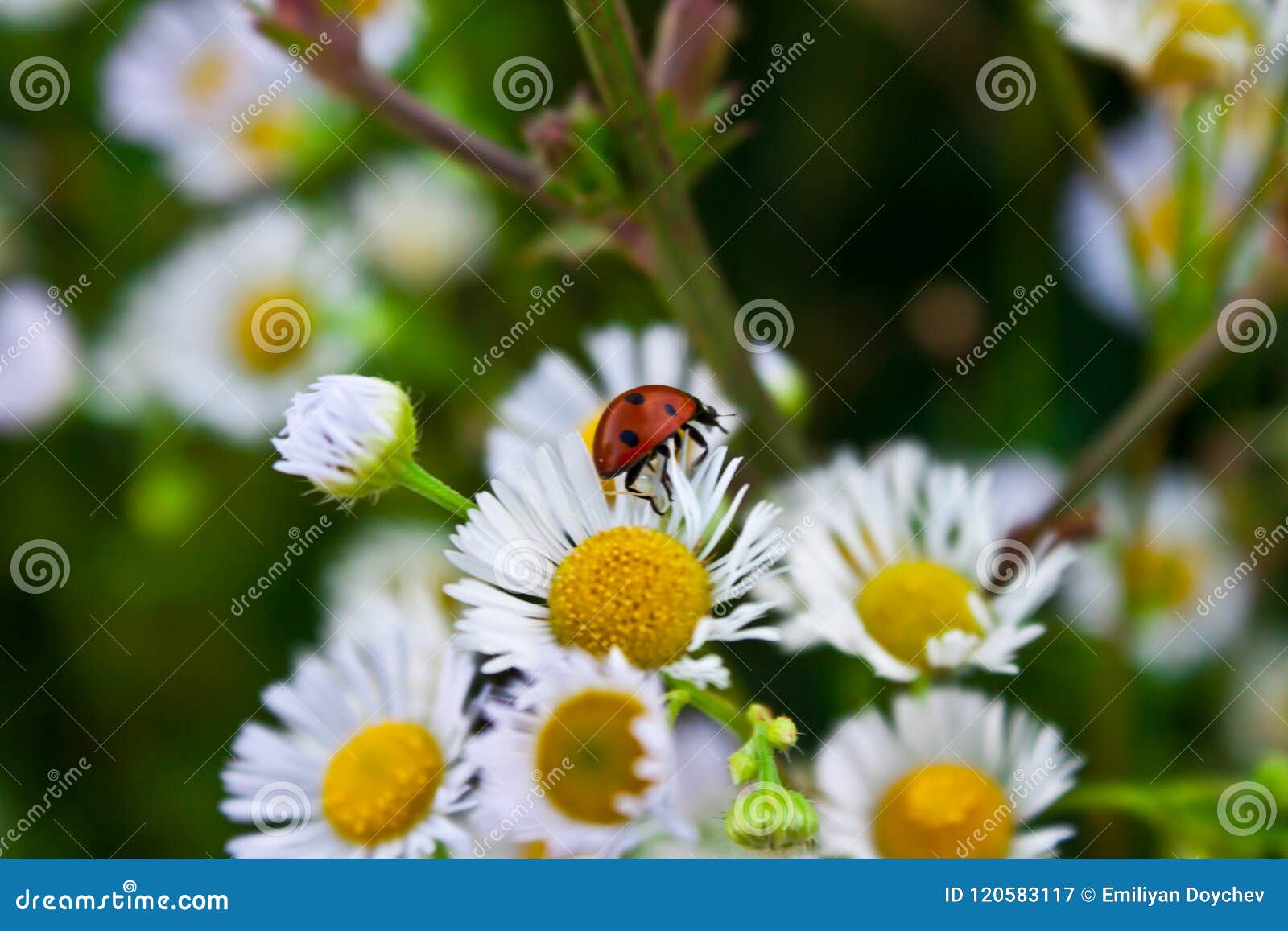 Ladybug on a daisy stock image. Image of lazy, little - 120583117