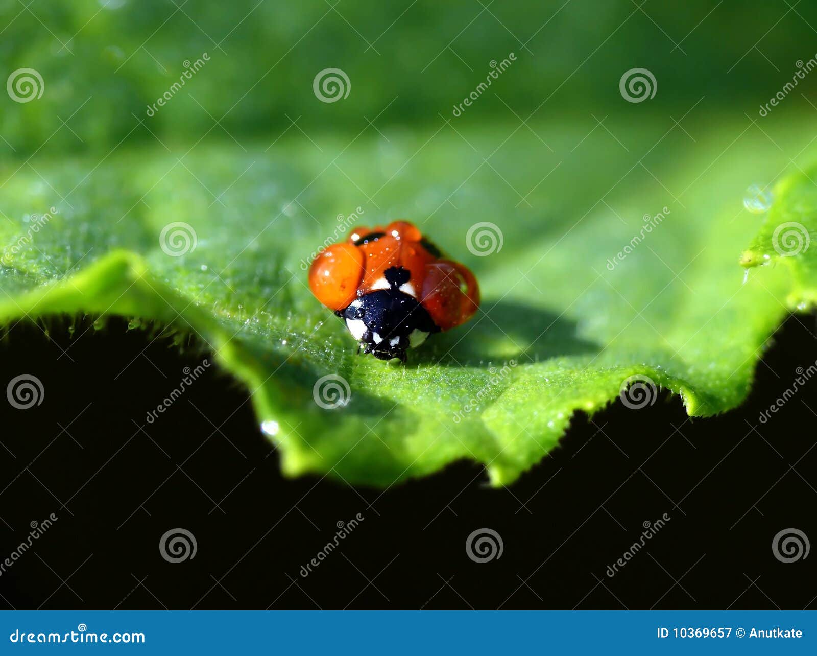 Ladybug on leaf stock image. Image of leaf, spring, light - 10369657