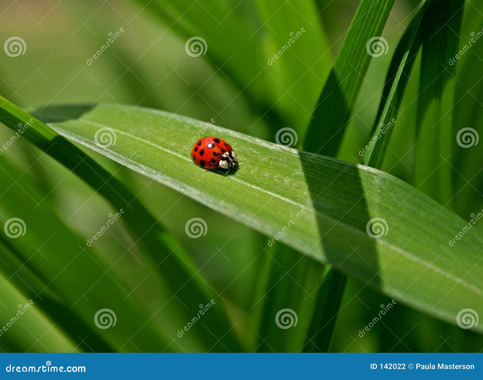 Ladybug on Leaf stock photo. Image of spring, outdoors - 142022