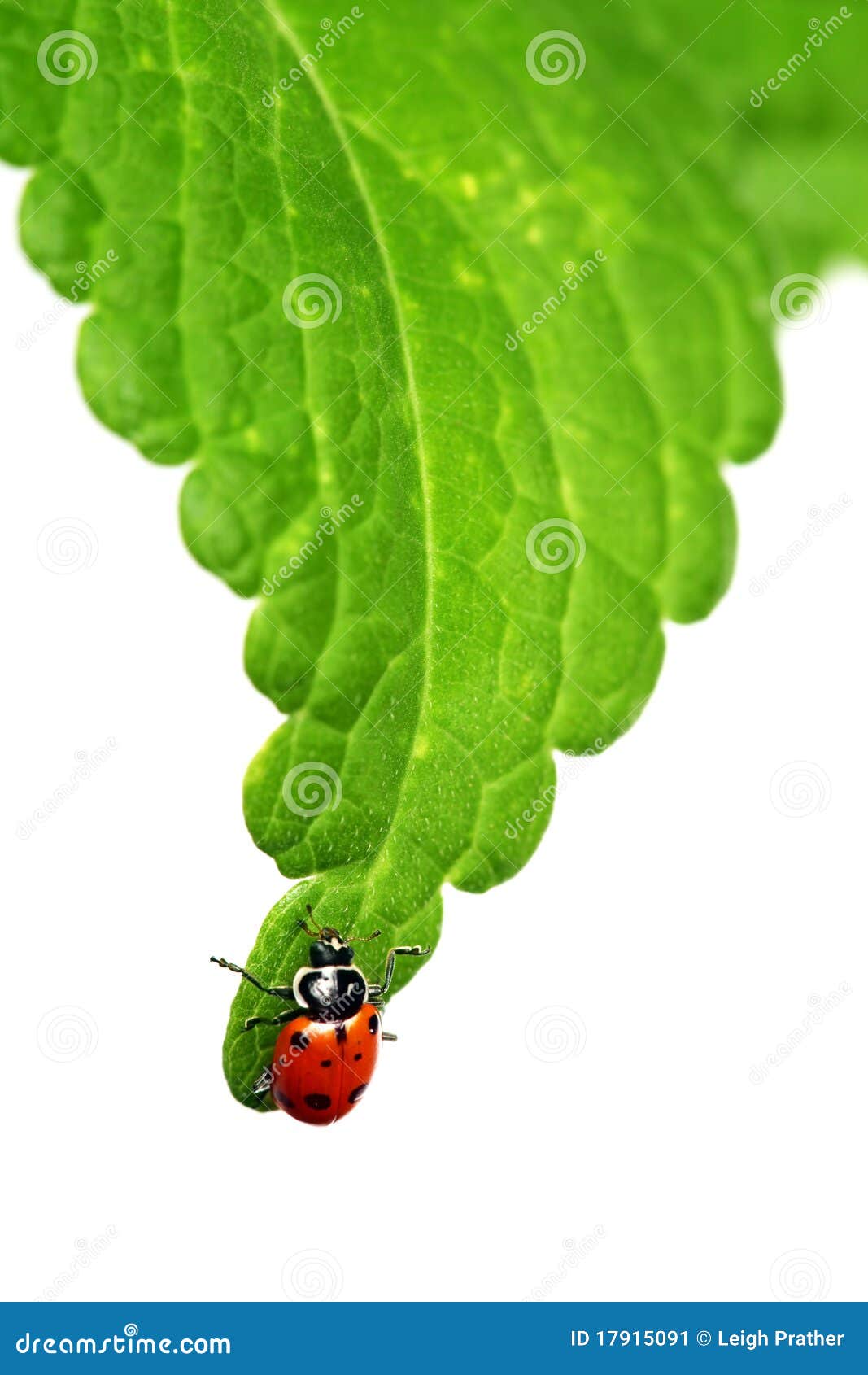 16,829 Ladybug Leaf Photos - Free & Royalty-Free Stock Photos from ...