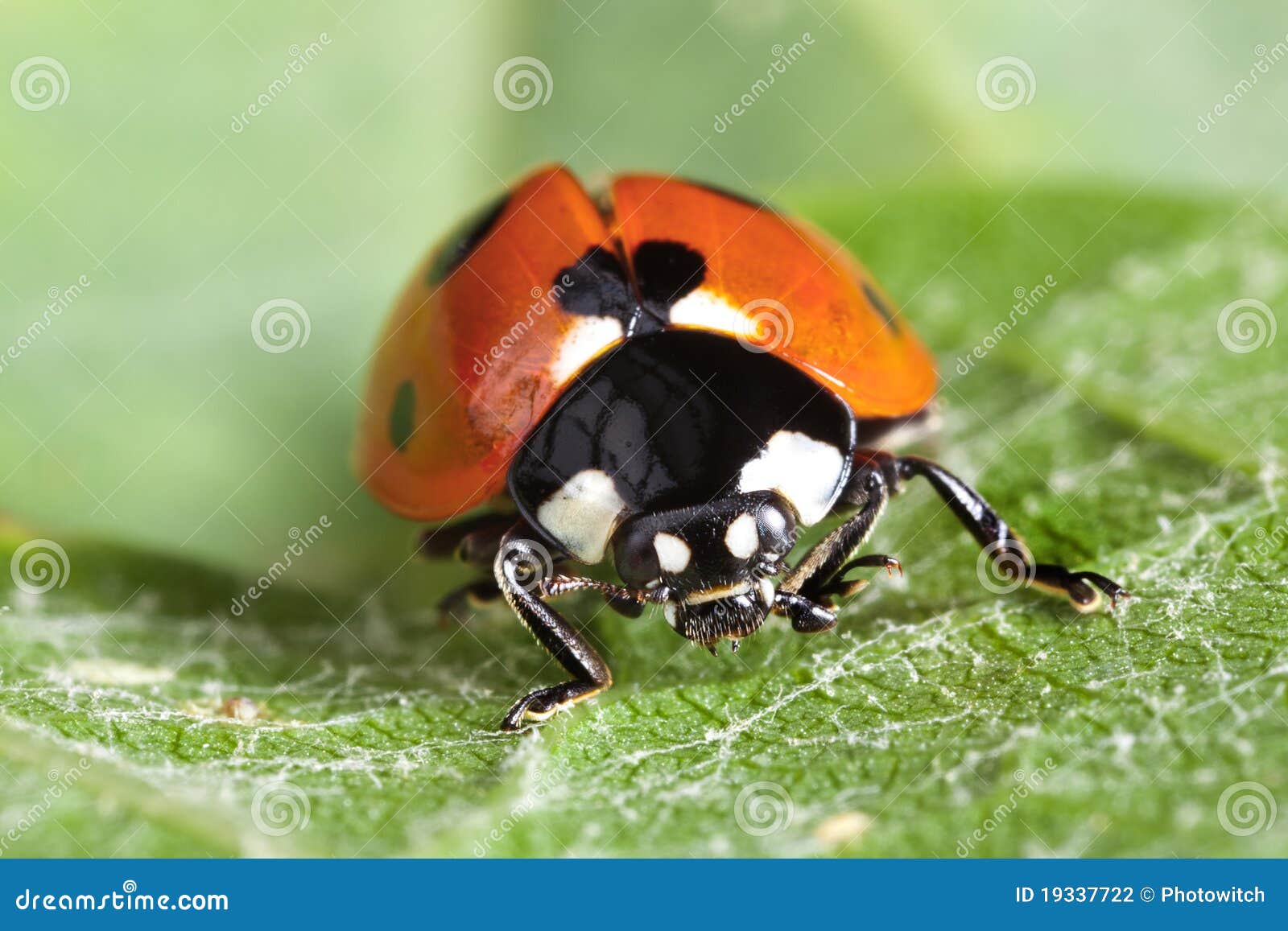 Ladybug on leaf stock photo. Image of beetle, detail - 19337722