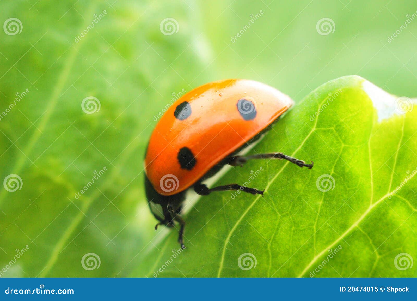 Ladybug on the leaf stock image. Image of growth, insect - 20474015
