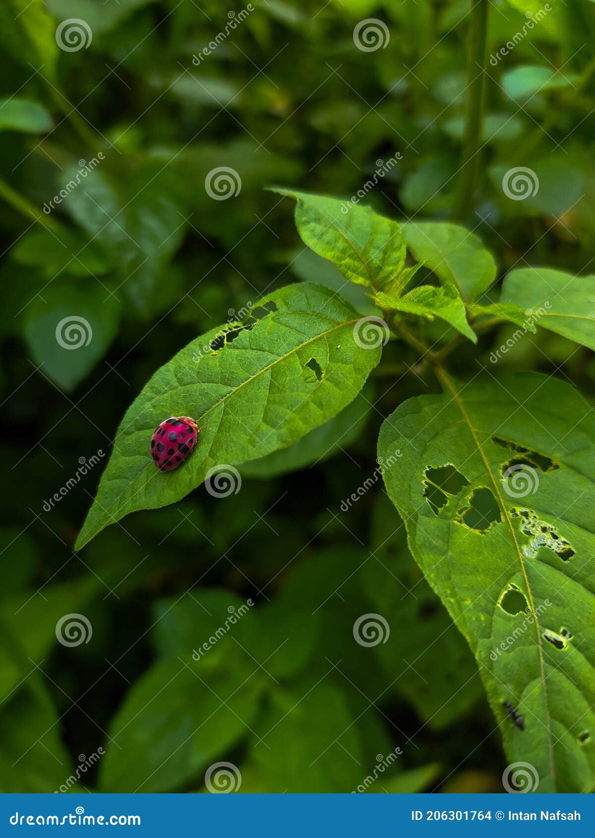 Ladybug in leaf stock photo. Image of trees, nature - 206301764