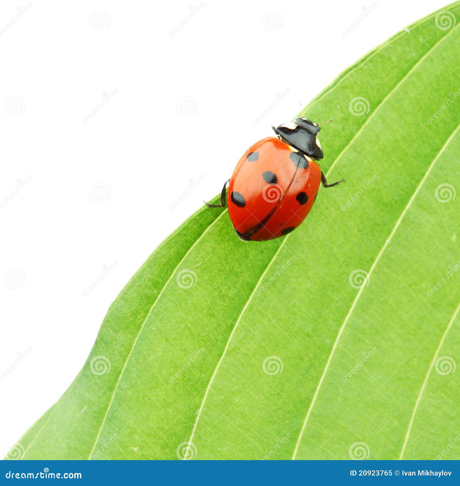 Ladybug on leaf stock image. Image of macro, green, ecology - 20923765