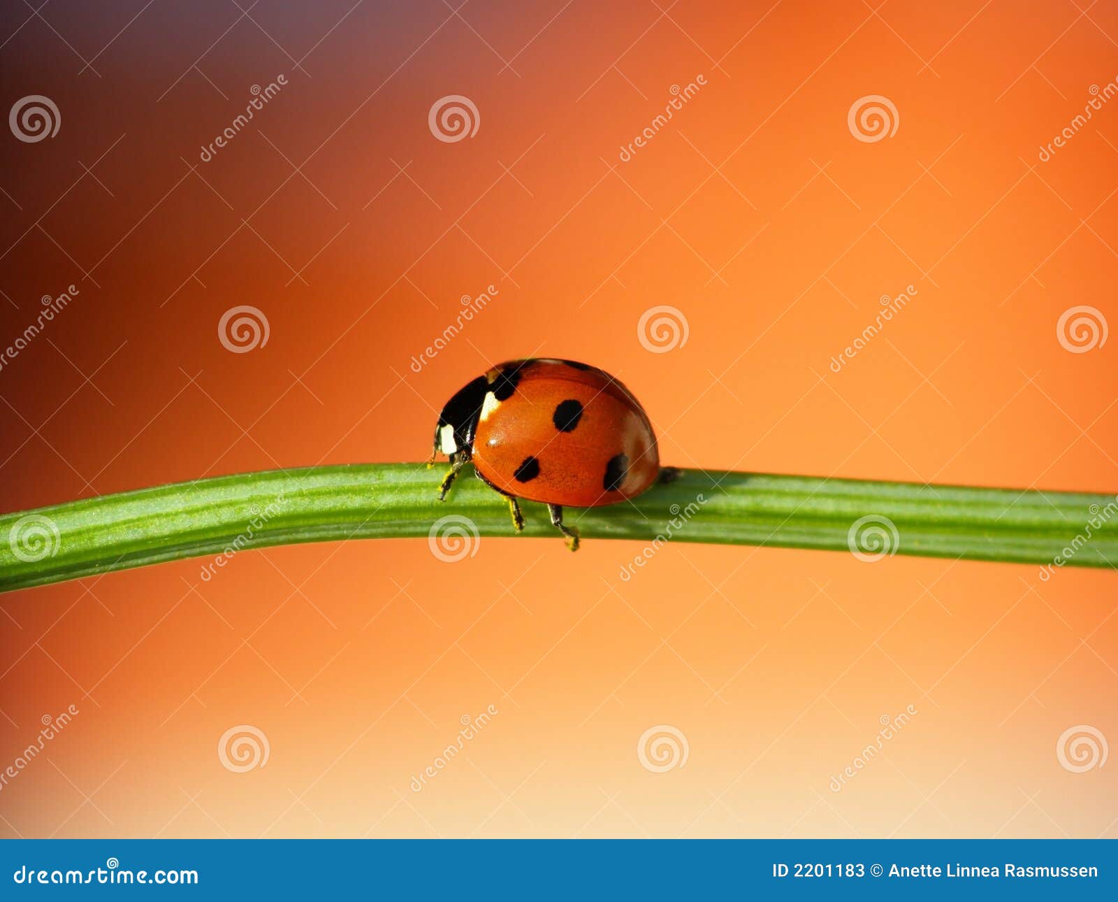 Ladybug on leaf stock image. Image of critter, ladybug - 2201183