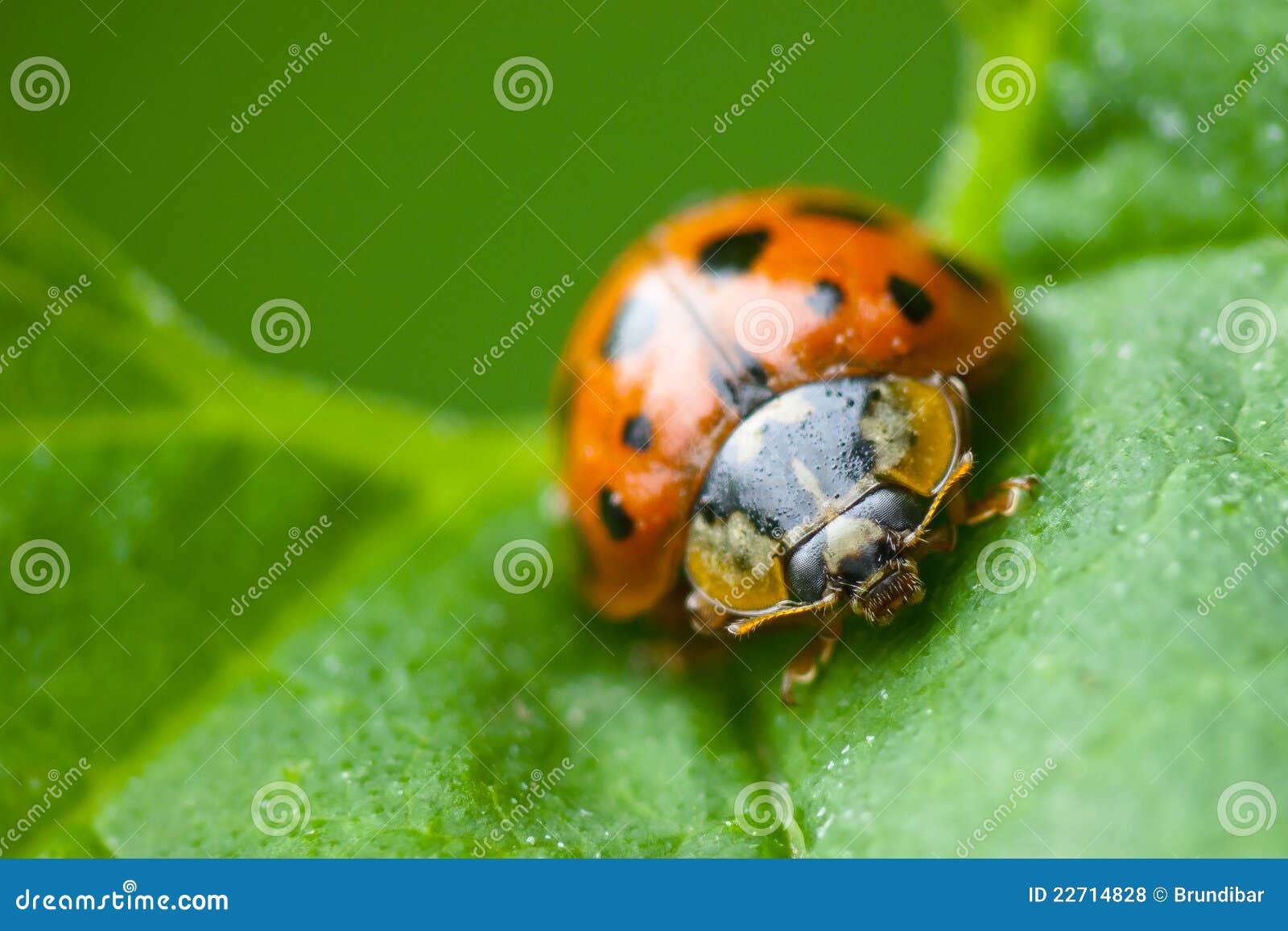 Ladybug on leaf stock photo. Image of animal, leaf, ladybug - 22714828
