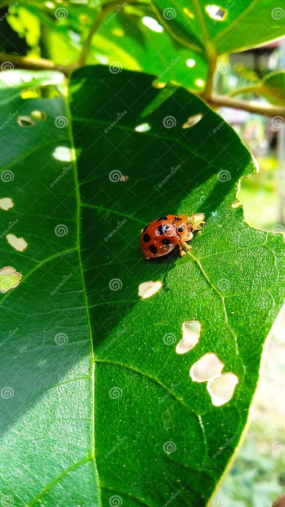 Ladybug on the leaf stock image. Image of animal, ladybug - 237424521