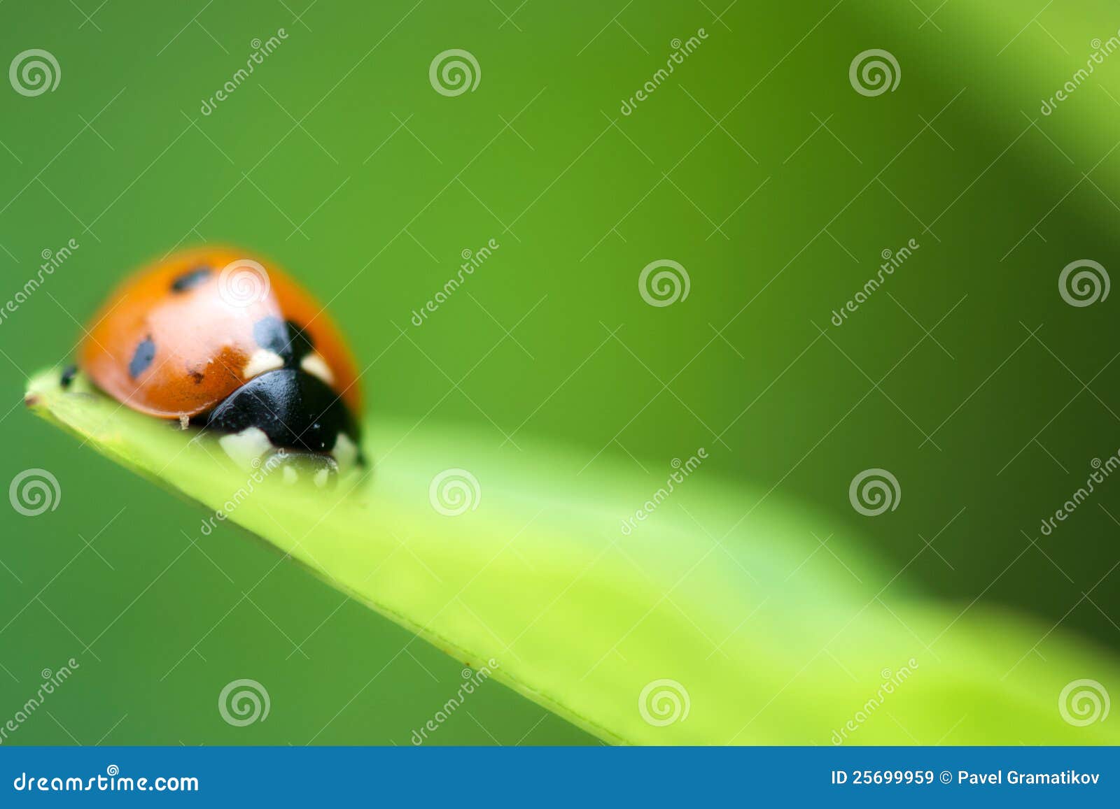 Ladybug on leaf stock image. Image of leaf, insect, nature - 25699959