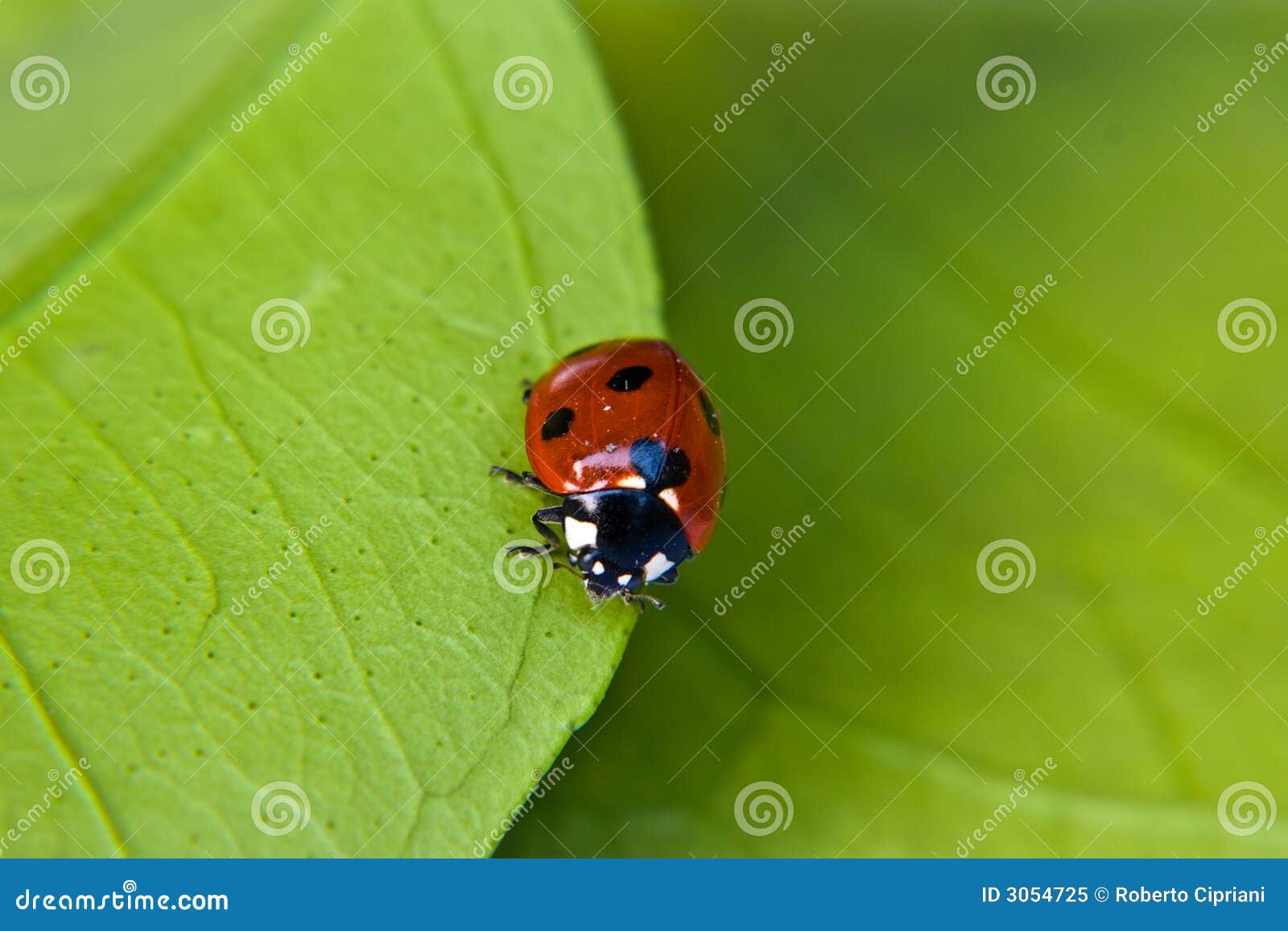 Ladybug on a leaf stock image. Image of nature, symbol - 3054725