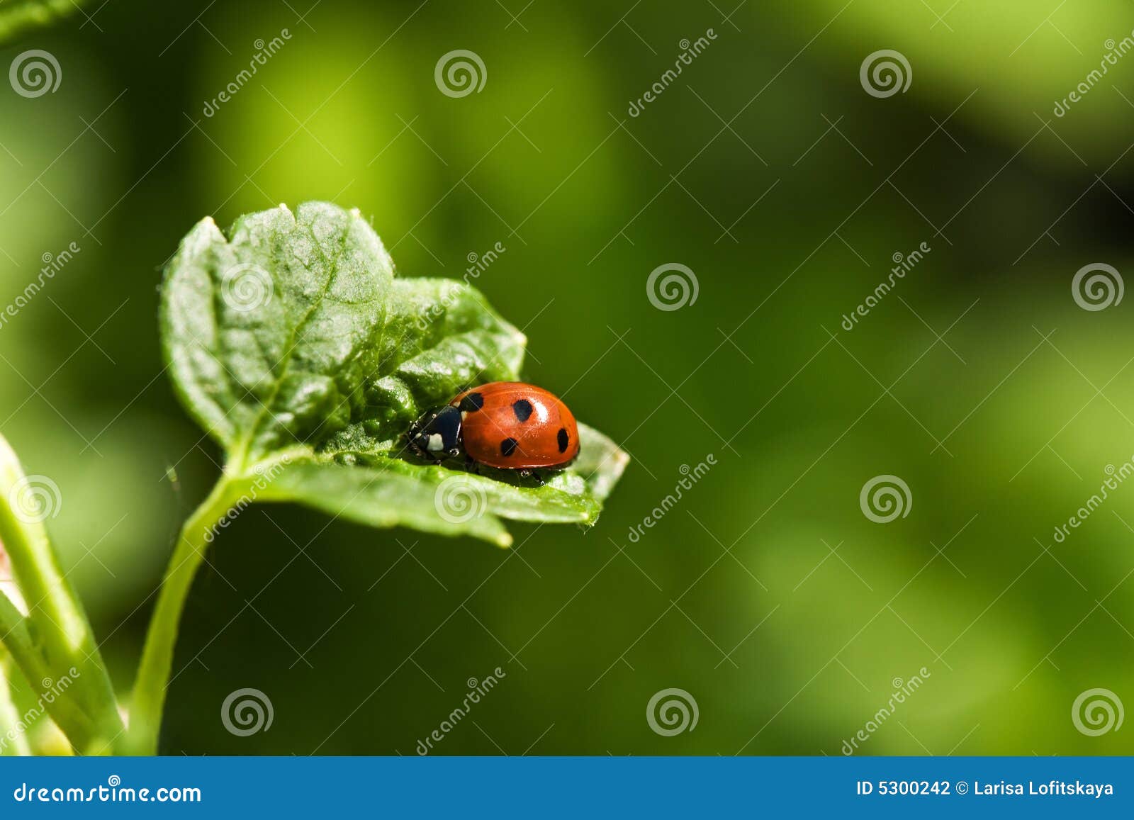Ladybug on the leaf stock photo. Image of paws, summer - 5300242