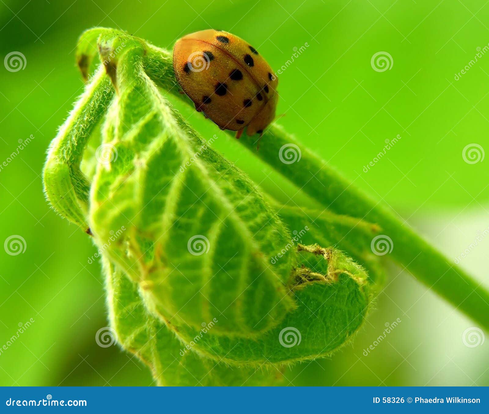 Ladybug on leaf stock photo. Image of nature, floral, leaf - 58326