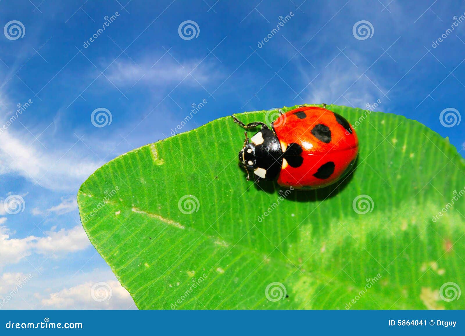 Ladybug on the leaf stock image. Image of green, natural - 5864041