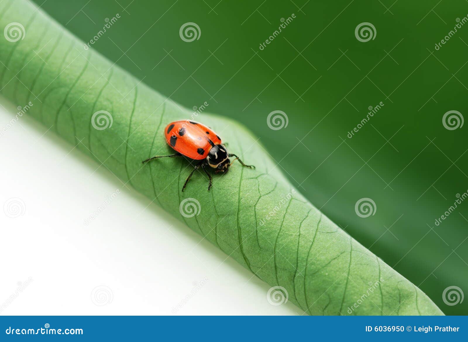 Ladybug on leaf stock photo. Image of small, closeup, flora - 6036950