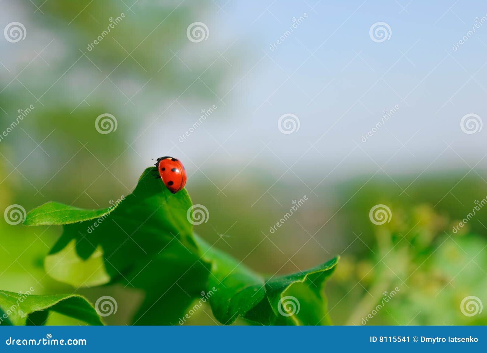 Ladybug on the leaf stock image. Image of small, close - 8115541