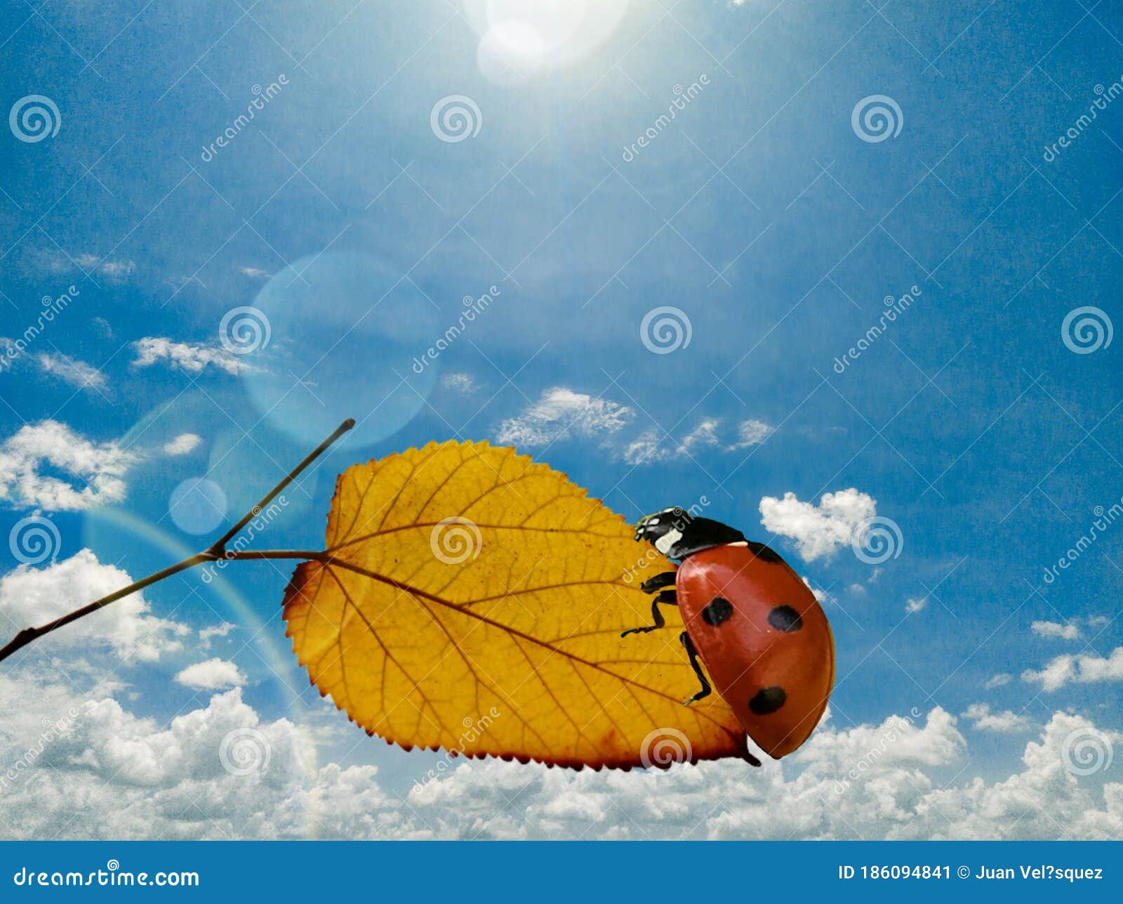 Ladybug on a Leaf Against Blue Sky Stock Image - Image of sunlight ...