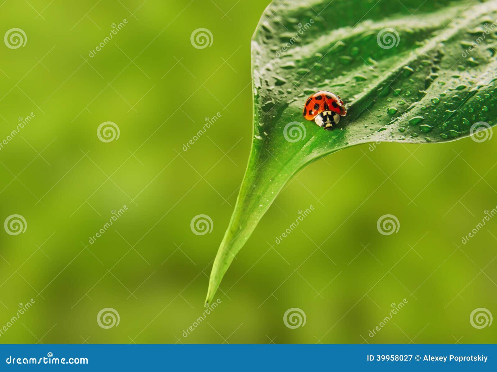Ladybug on leaf stock image. Image of drop, liquid, foliage - 39958027