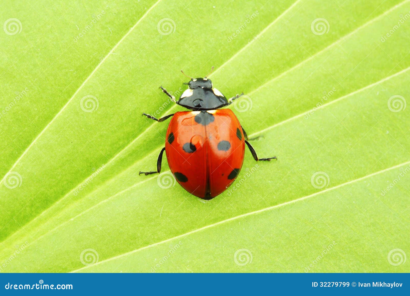 Ladybug on leaf stock image. Image of grass, botany, biology - 32279799