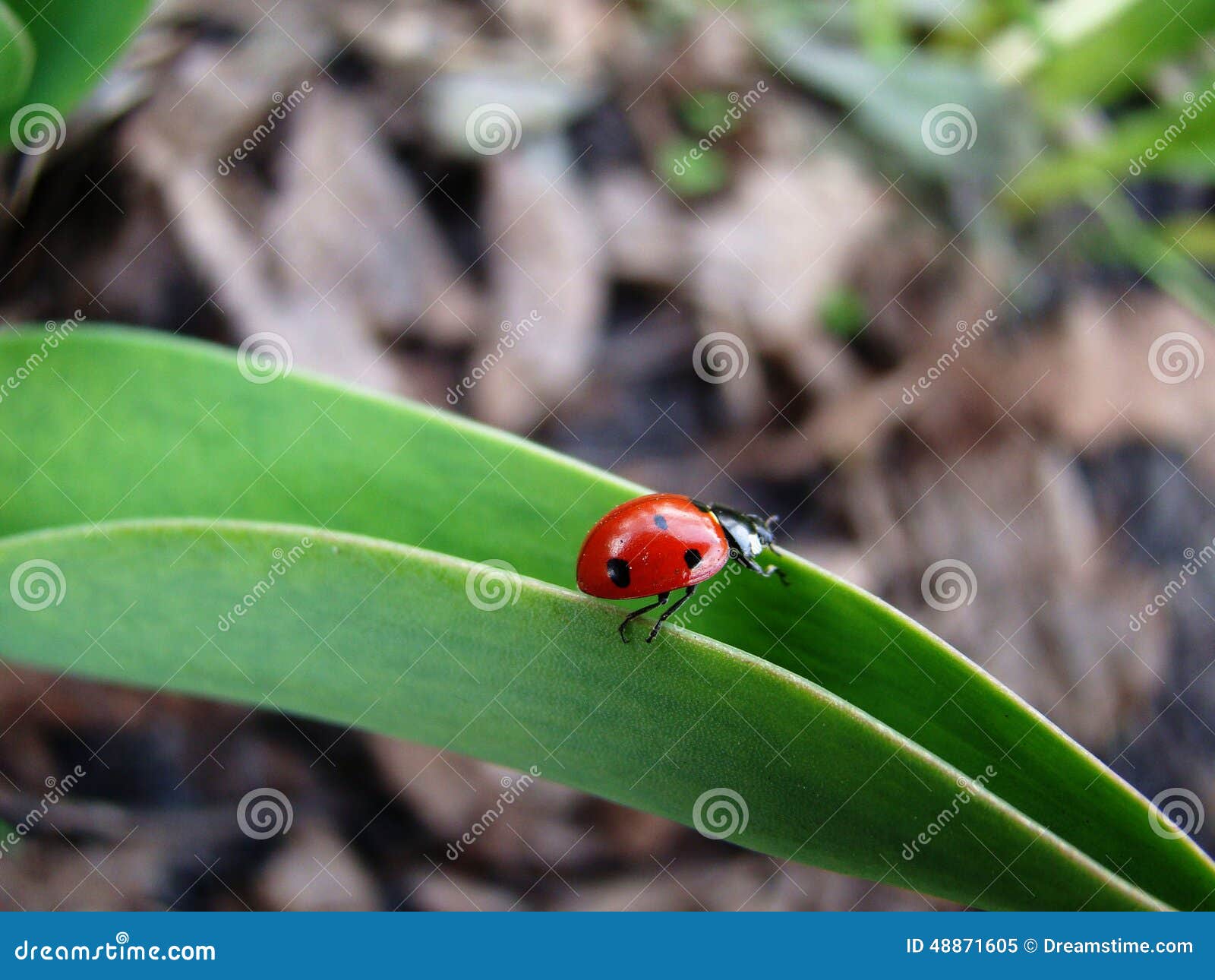 Ladybug on leaf stock image. Image of climbing, ladybird - 48871605