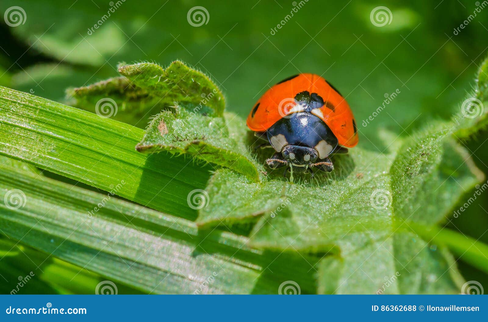 Ladybug on a Leaf Close-up Macro Stock Photo - Image of eyes, closeup ...