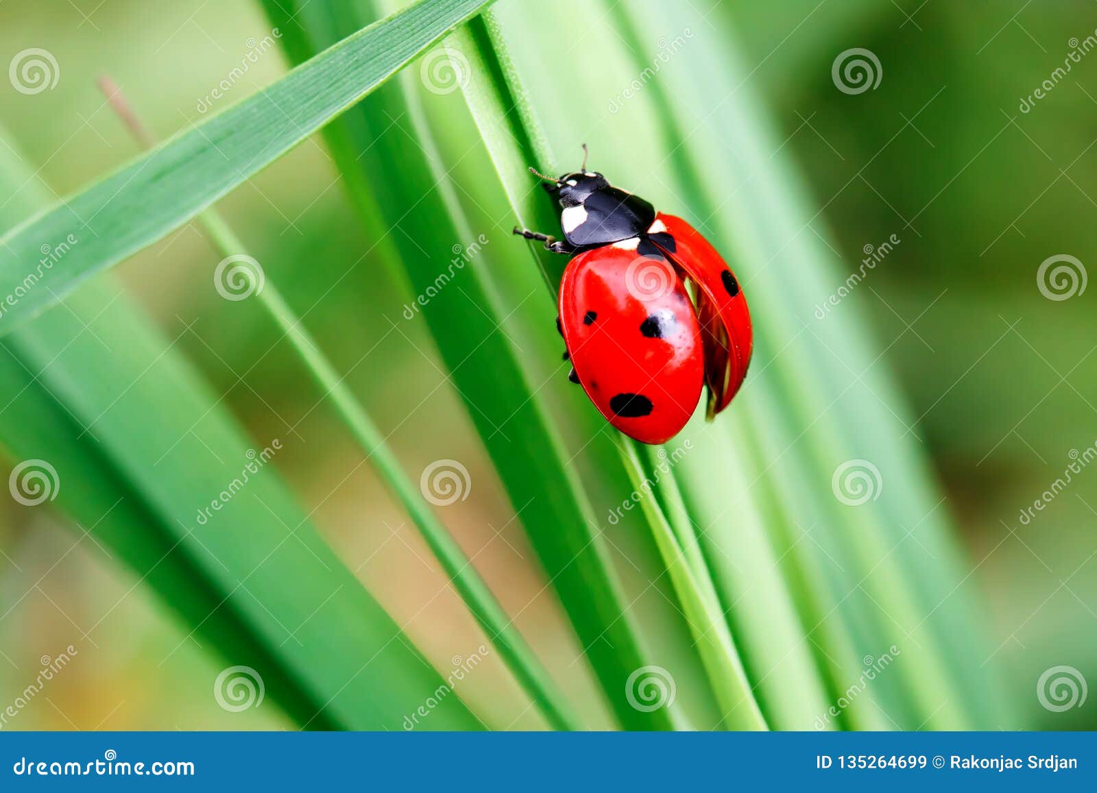 Ladybug on the Leaf, Closeup. Stock Image - Image of field, ladybug ...