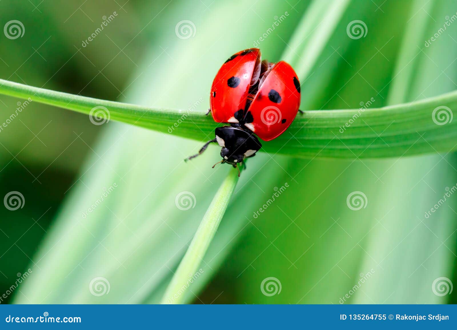 Ladybug on the Leaf, Closeup. Stock Image - Image of flower, ecology ...