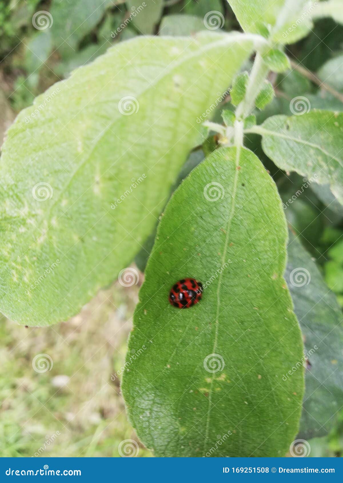 Ladybug on a leaf stock photo. Image of leaf, ladybug - 169251508