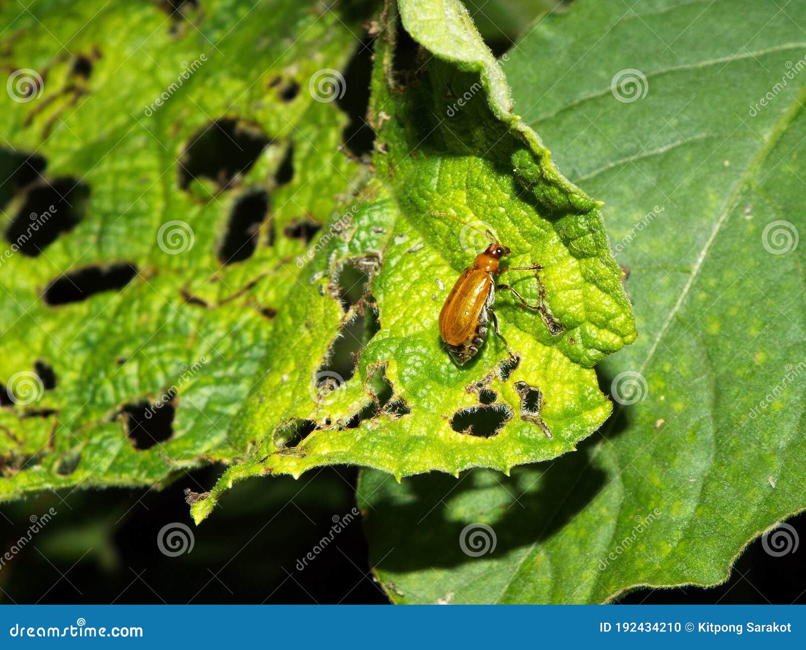 Ladybug on Leaf Eating As a Hole Stock Photo - Image of animal ...