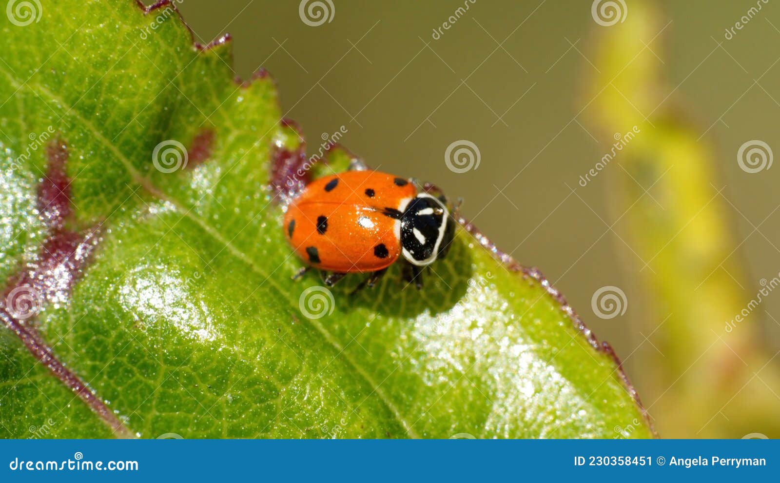 Ladybug on a leaf stock image. Image of macrophotography - 230358451