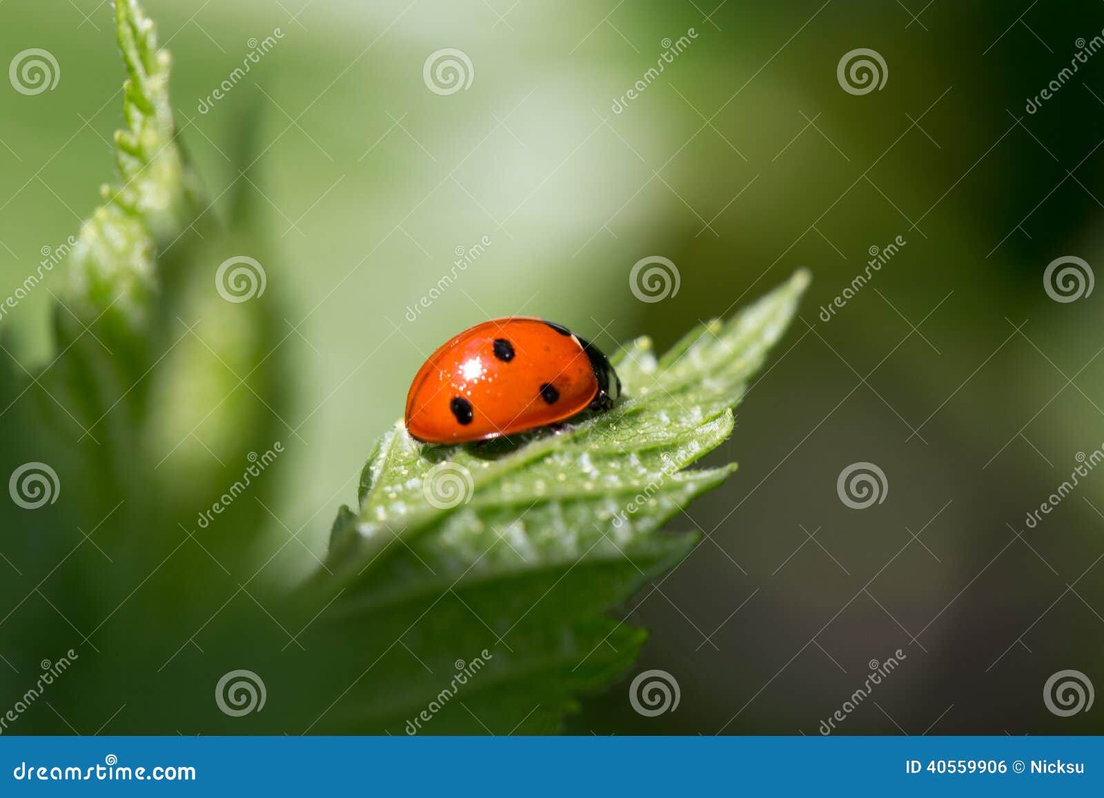 Ladybug on the leaf stock photo. Image of nature, single - 40559906