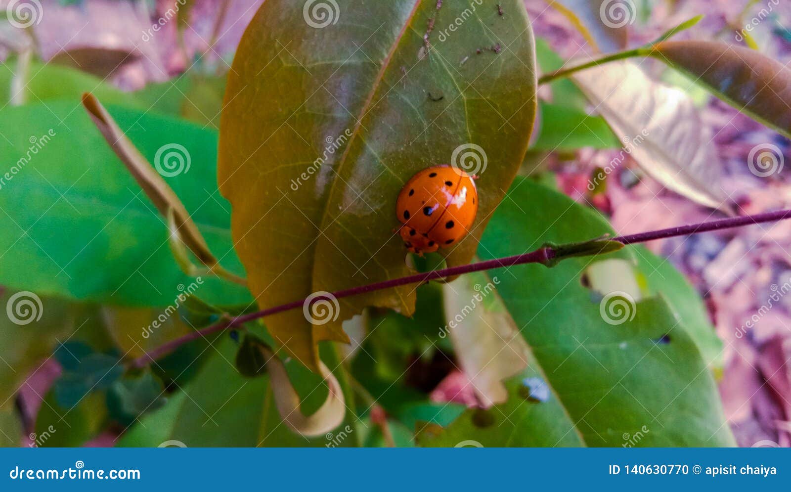 Ladybug on a leaf stock photo. Image of green, ladybug - 140630770