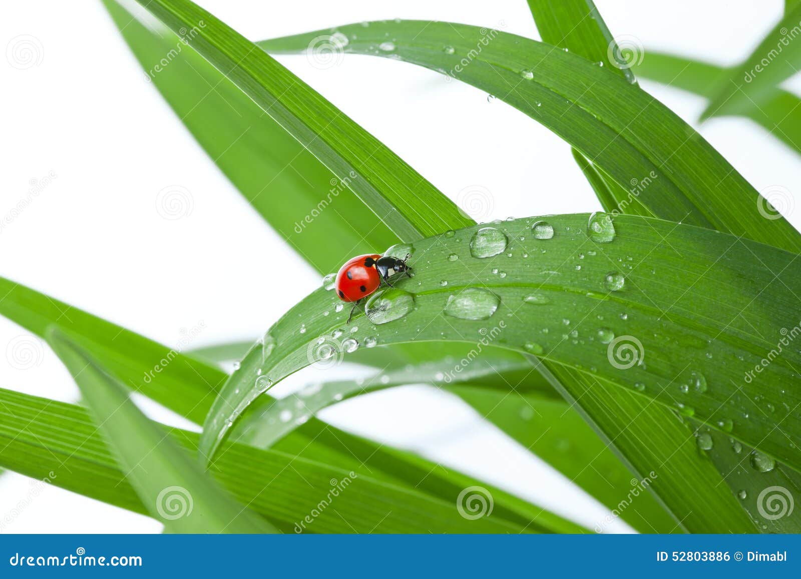 Ladybug on Leaf stock photo. Image of ladybird, natural - 52803886