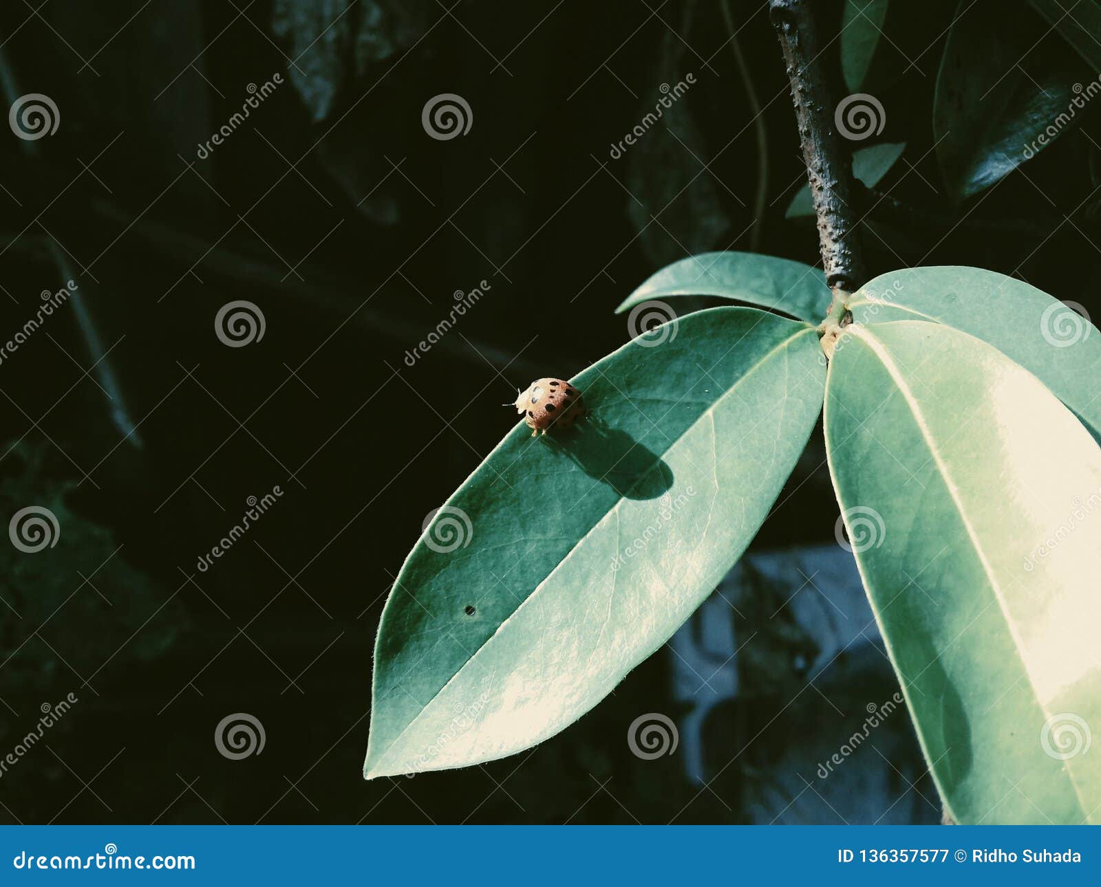 Ladybug on the leaf stock image. Image of shadow, small - 136357577
