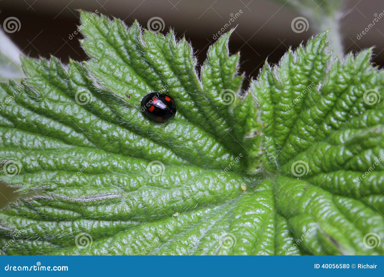 Ladybug on leaf stock photo. Image of close, insect, beetle - 40056580