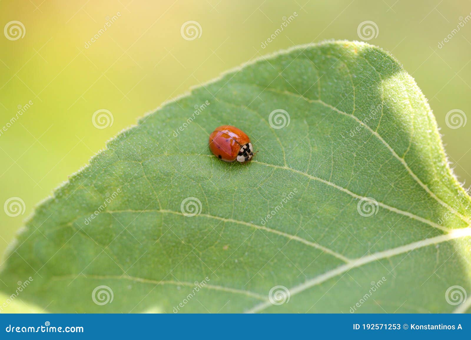 Ladybug Leaf Isolated Spring Summer Background Royalty-Free Stock Photo ...