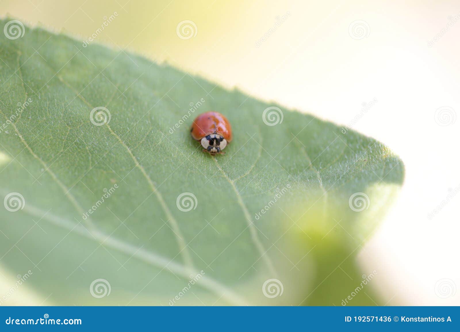 Ladybug Leaf Isolated Spring Summer Background Stock Photo - Image of ...