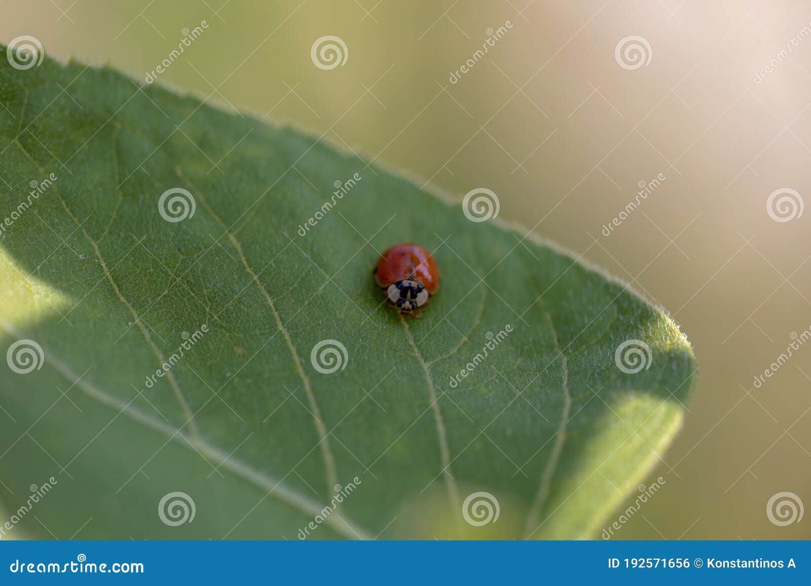Ladybug Leaf Isolated Spring Summer Background Stock Photo - Image of ...