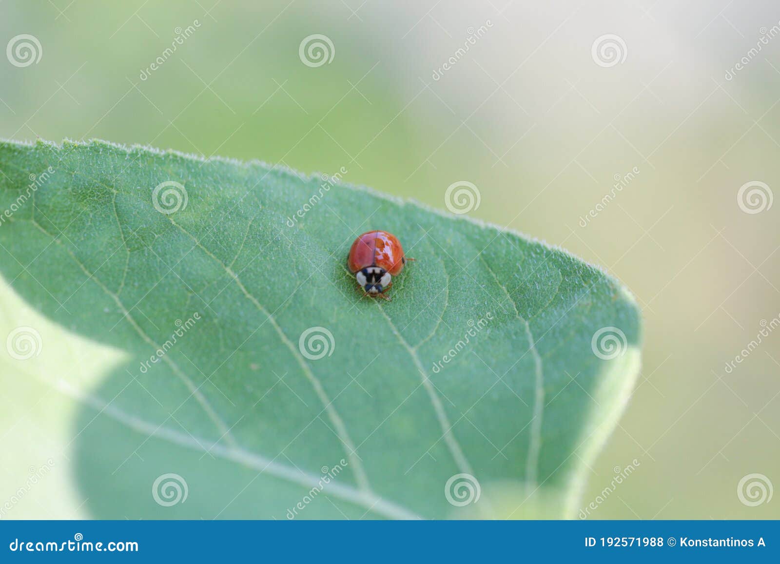 Ladybug Leaf Isolated Spring Summer Background Stock Photo - Image of ...