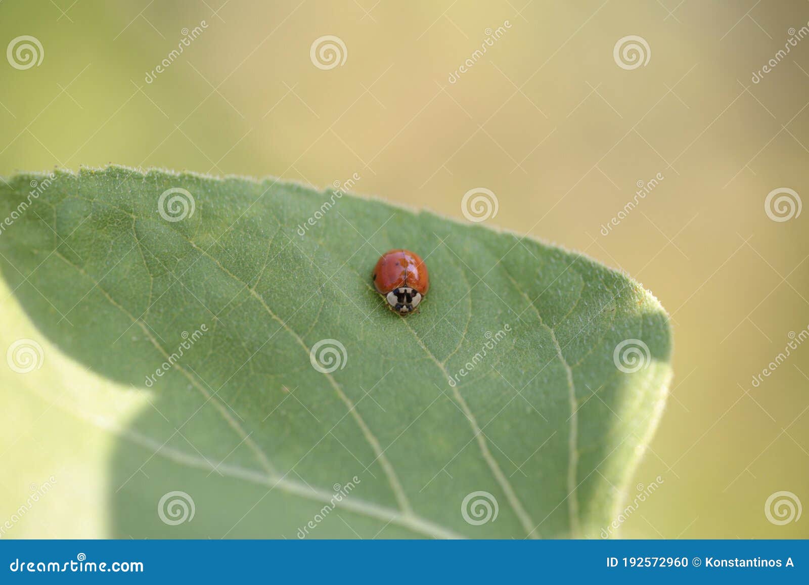 Ladybug Leaf Isolated Spring Summer Background Royalty-Free Stock Photo ...